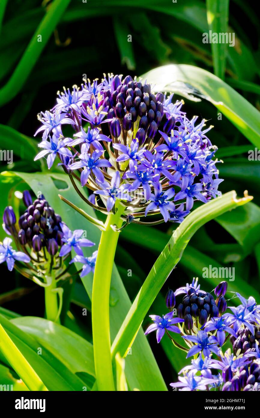Scilla spermatophyta hi-res stock photography and images - Alamy