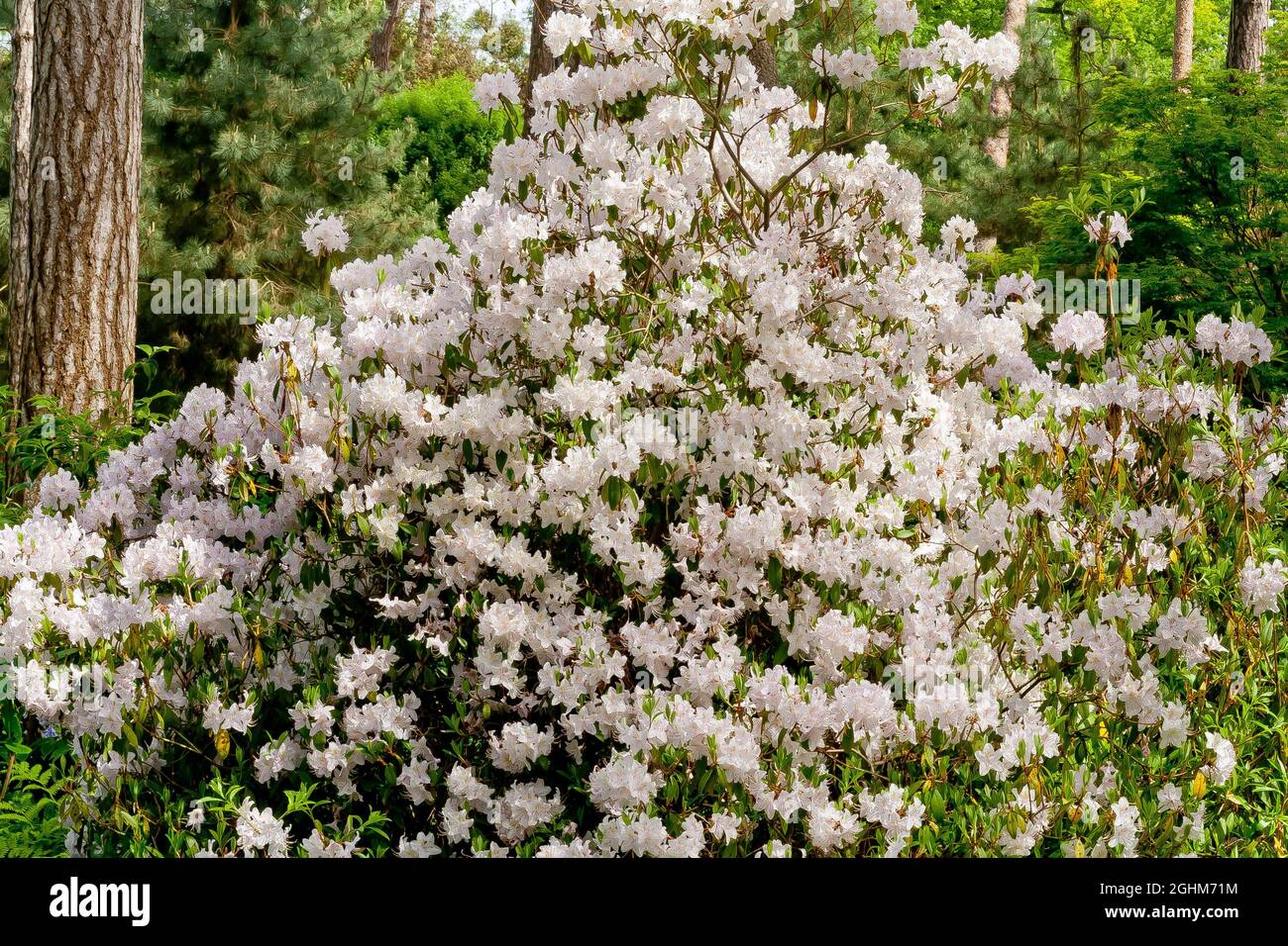 White azalea japonicum hi-res stock photography and images - Alamy