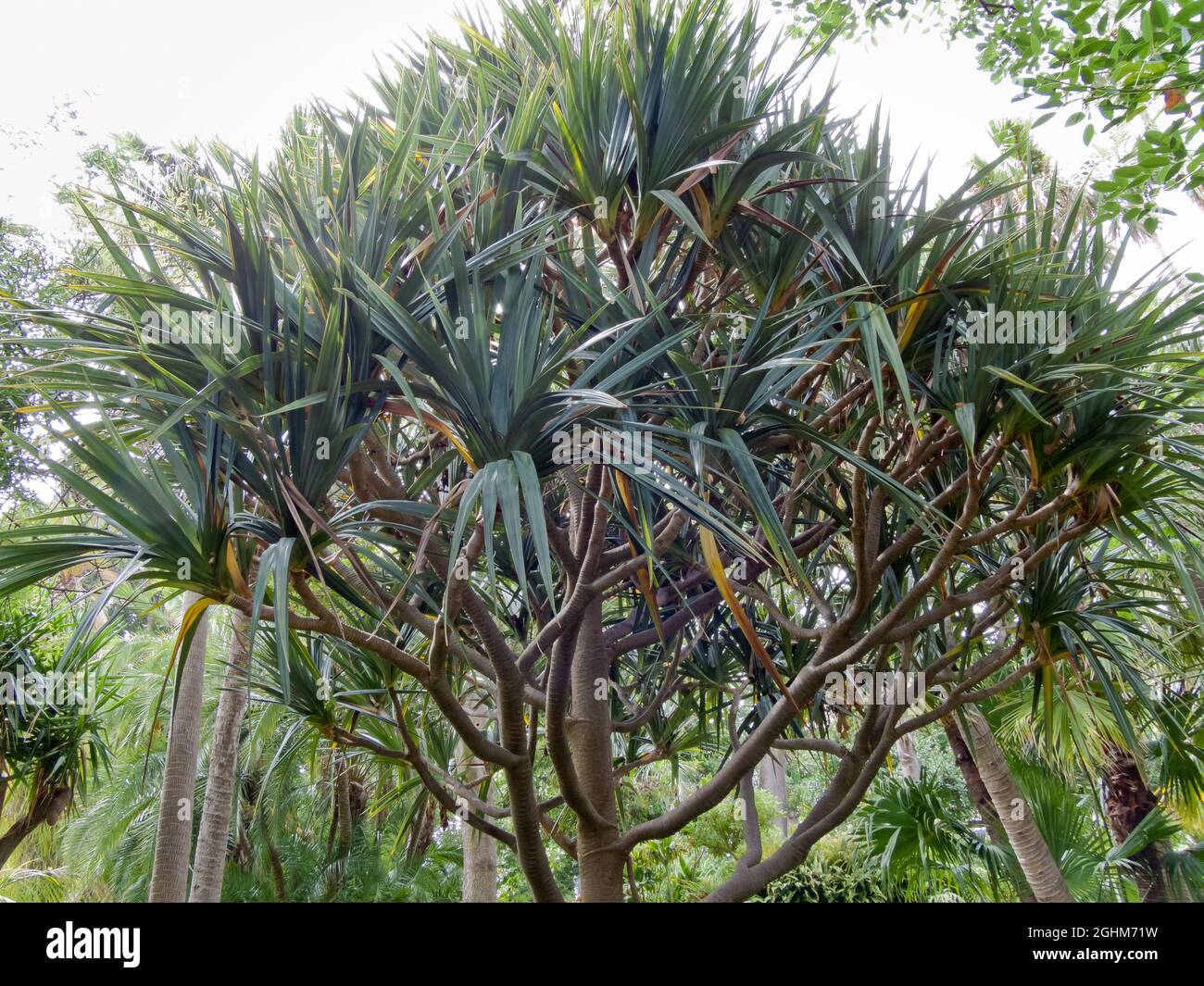 Pandanus utilis Bory Stock Photo - Alamy