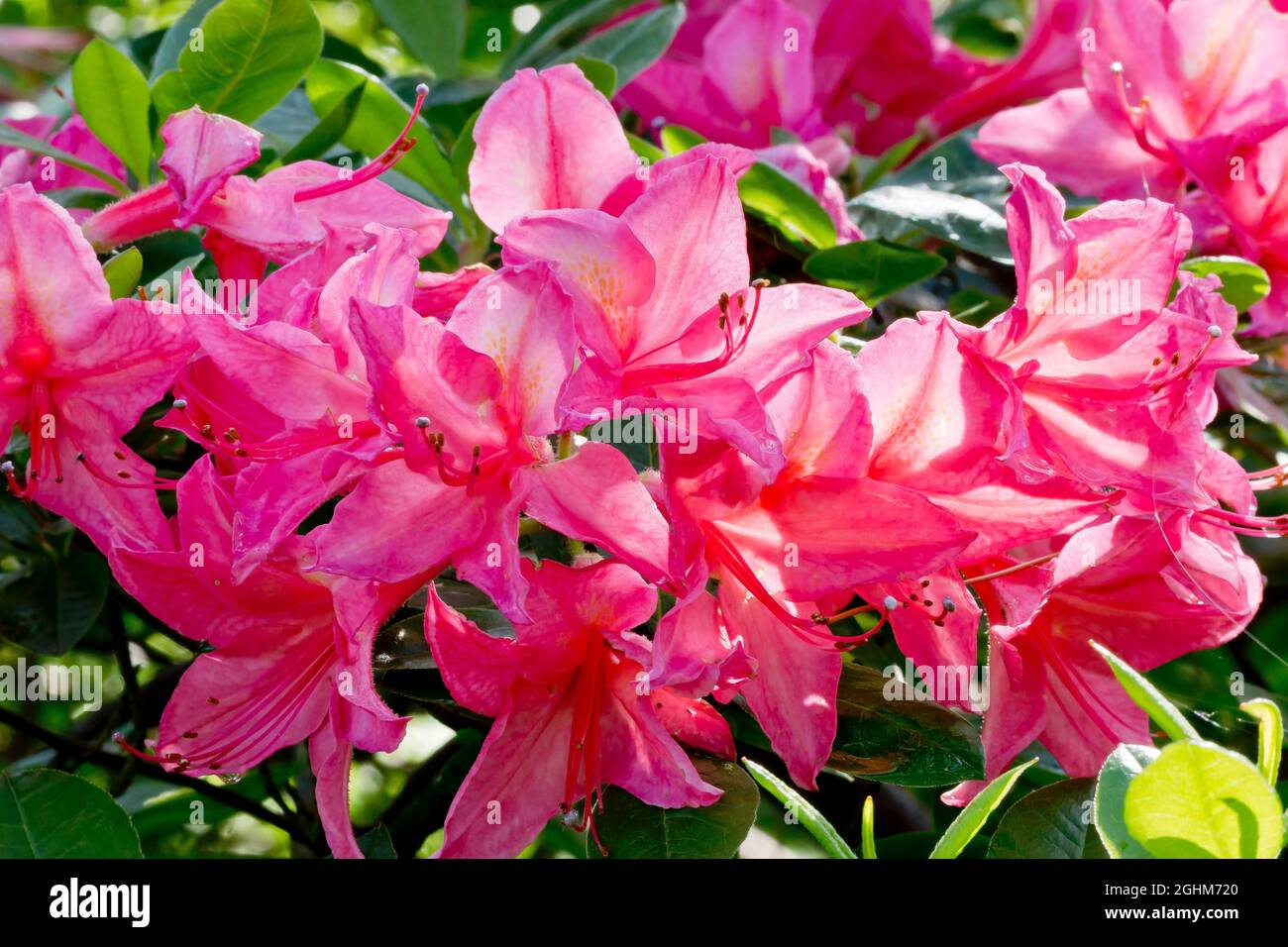 Rhododendron 'Jolie Madame' in bloom in a garden Stock Photo - Alamy