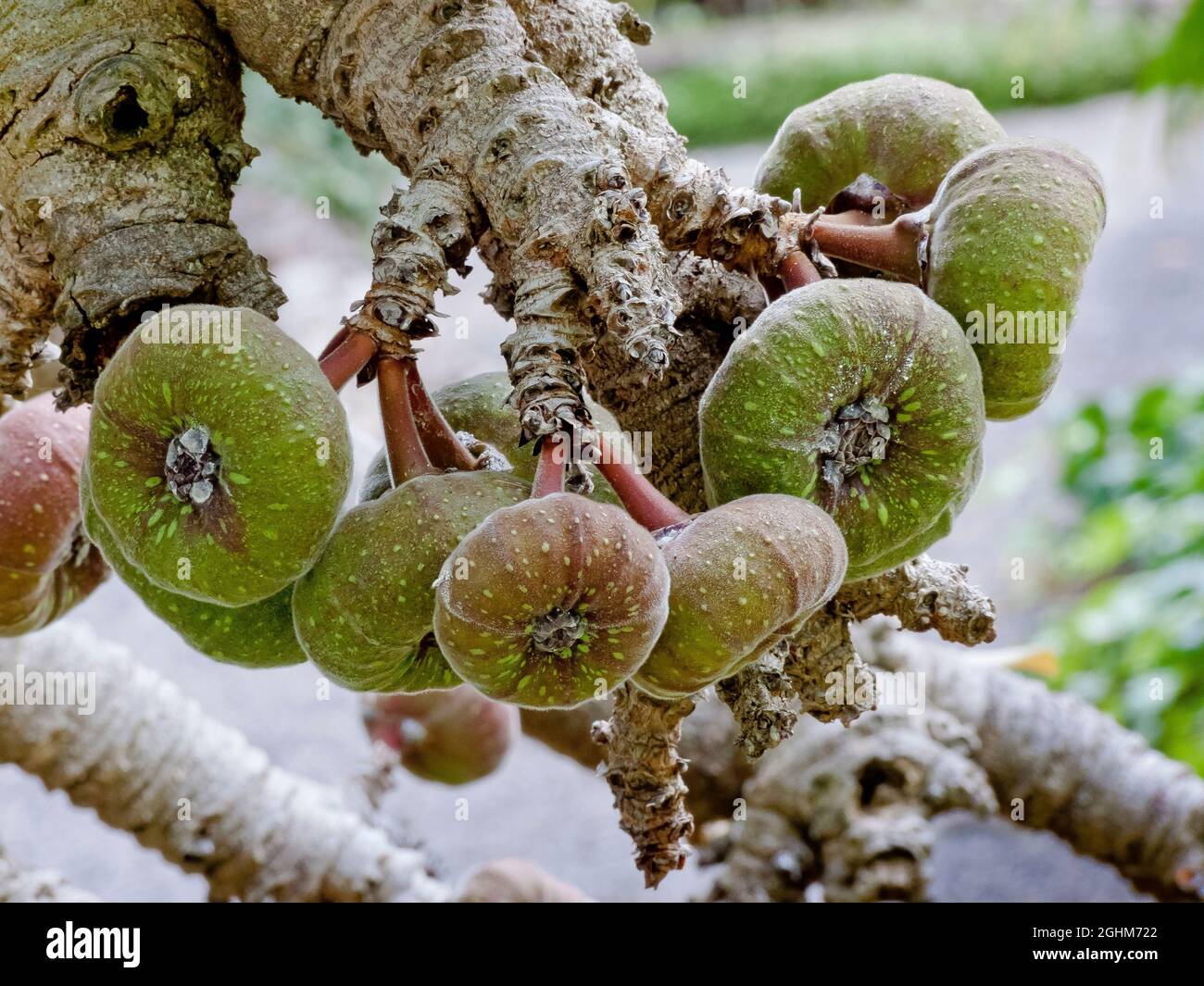 Elephant ear fig tree ficus roxburghii hi-res stock photography and ...
