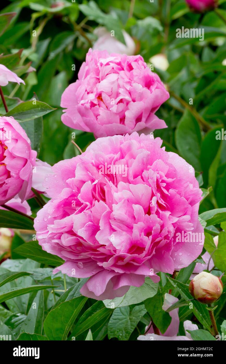 Peony 'Gilbert Barthelot' in bloom in a garden Stock Photo - Alamy