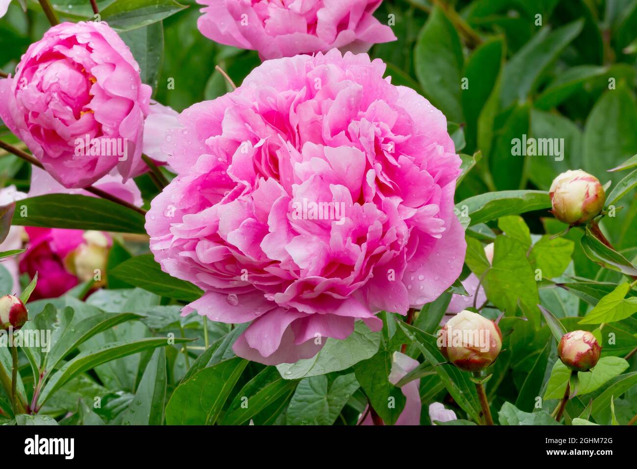 Peony 'Gilbert Barthelot' in bloom in a garden Stock Photo - Alamy
