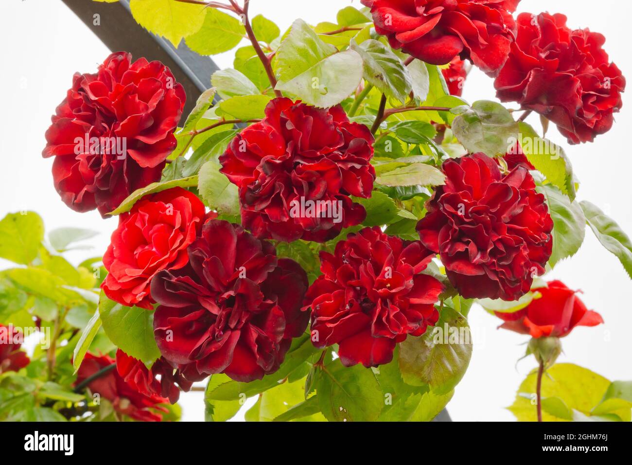 Rose tree 'Ruth Leuwerick' in bloom in a garden Stock Photo - Alamy