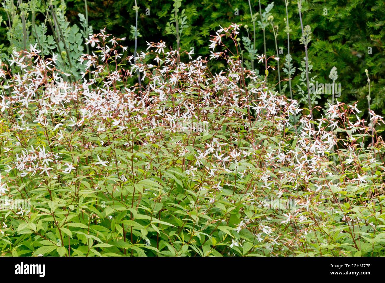 Gillenia Trifoliata Flowering High Resolution Stock Photography and ...