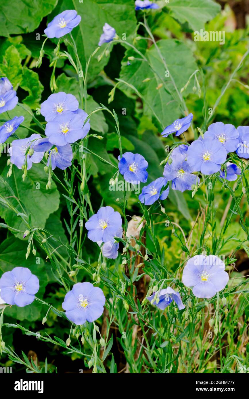 Linum species hi-res stock photography and images - Alamy