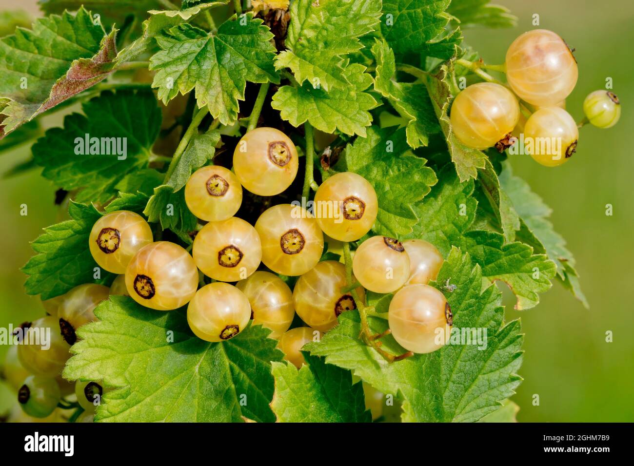 Groseille 'Versaillaise blanche' Stock Photo - Alamy