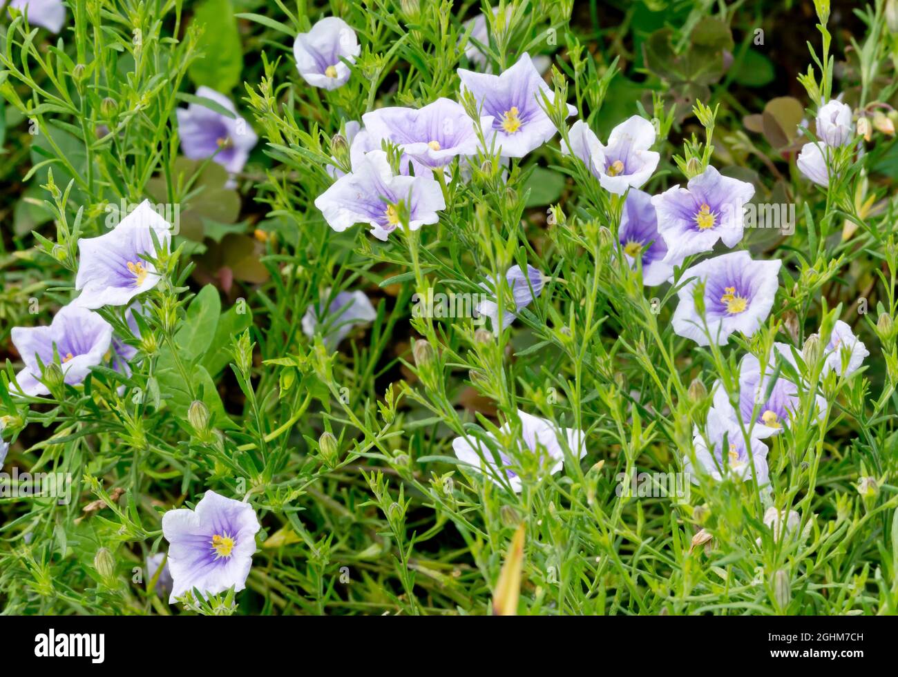 Nierembergia hippomanica hi-res stock photography and images - Alamy
