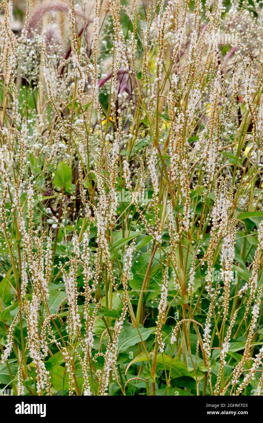 Mountain Fleece, Persicaria Bistorta amplexicaulis 'Firetail' Stock ...