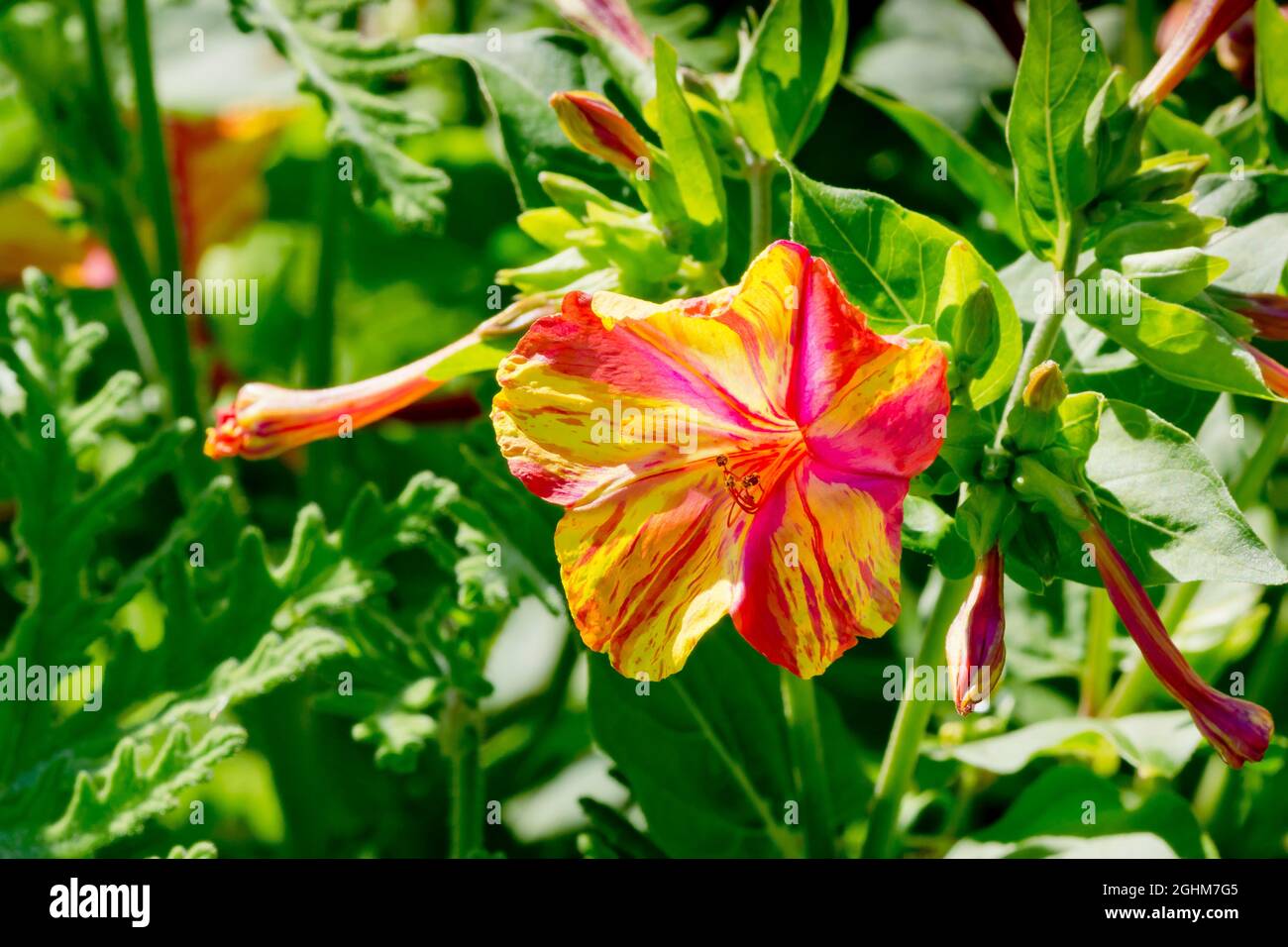Mirabilis Jalapa High Resolution Stock Photography and Images - Alamy
