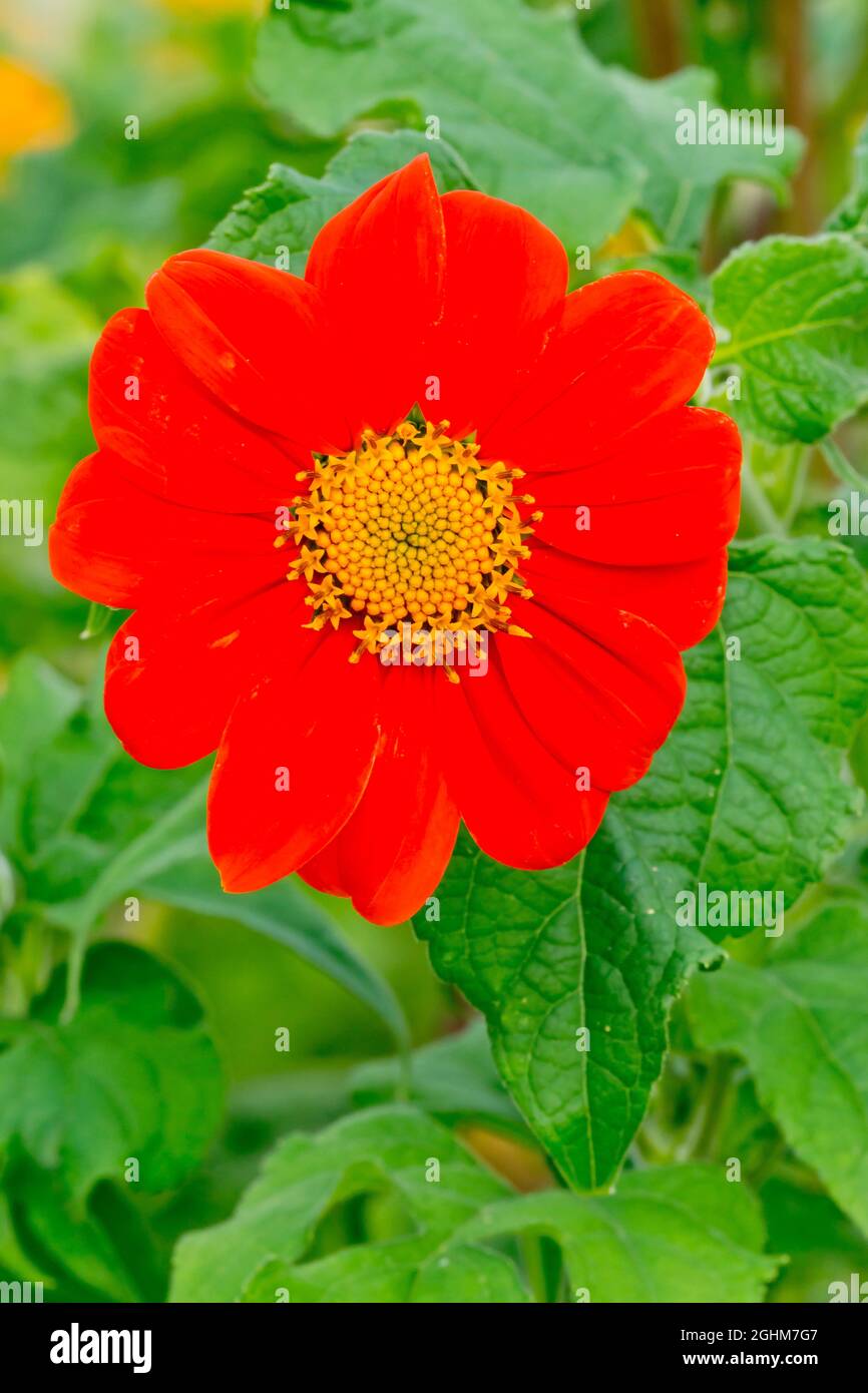 Tithonia rotundifolia 'Torch' Stock Photo - Alamy