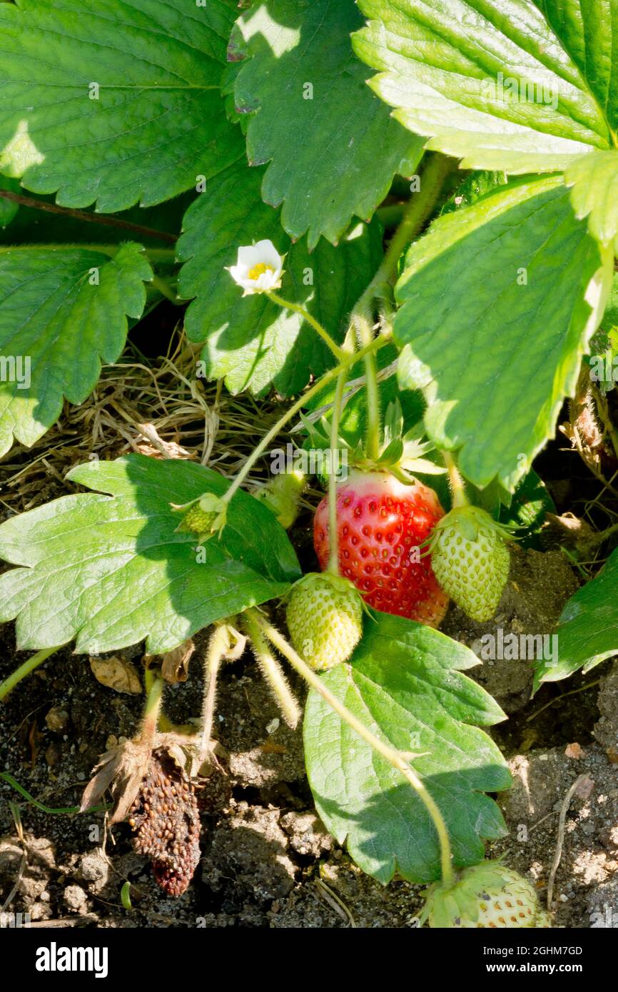 Strawberries fragaria sp hi-res stock photography and images - Alamy