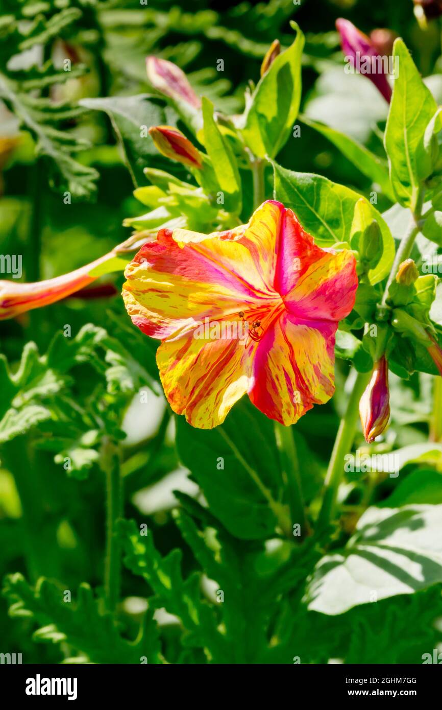 Mirabilis Jalapa High Resolution Stock Photography and Images - Alamy