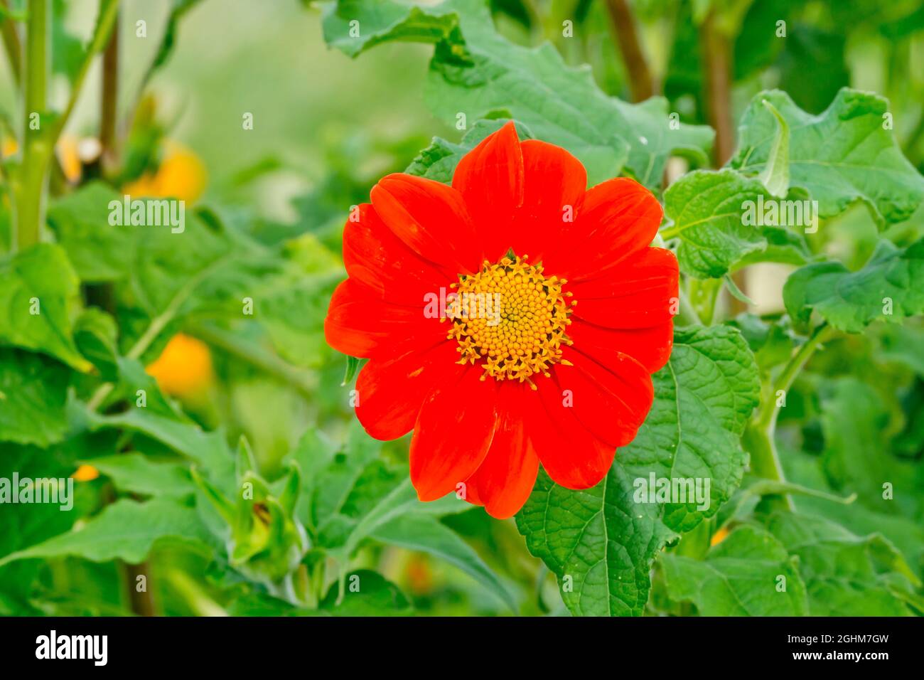 Tithonia rotundifolia 'Torch' Stock Photo - Alamy