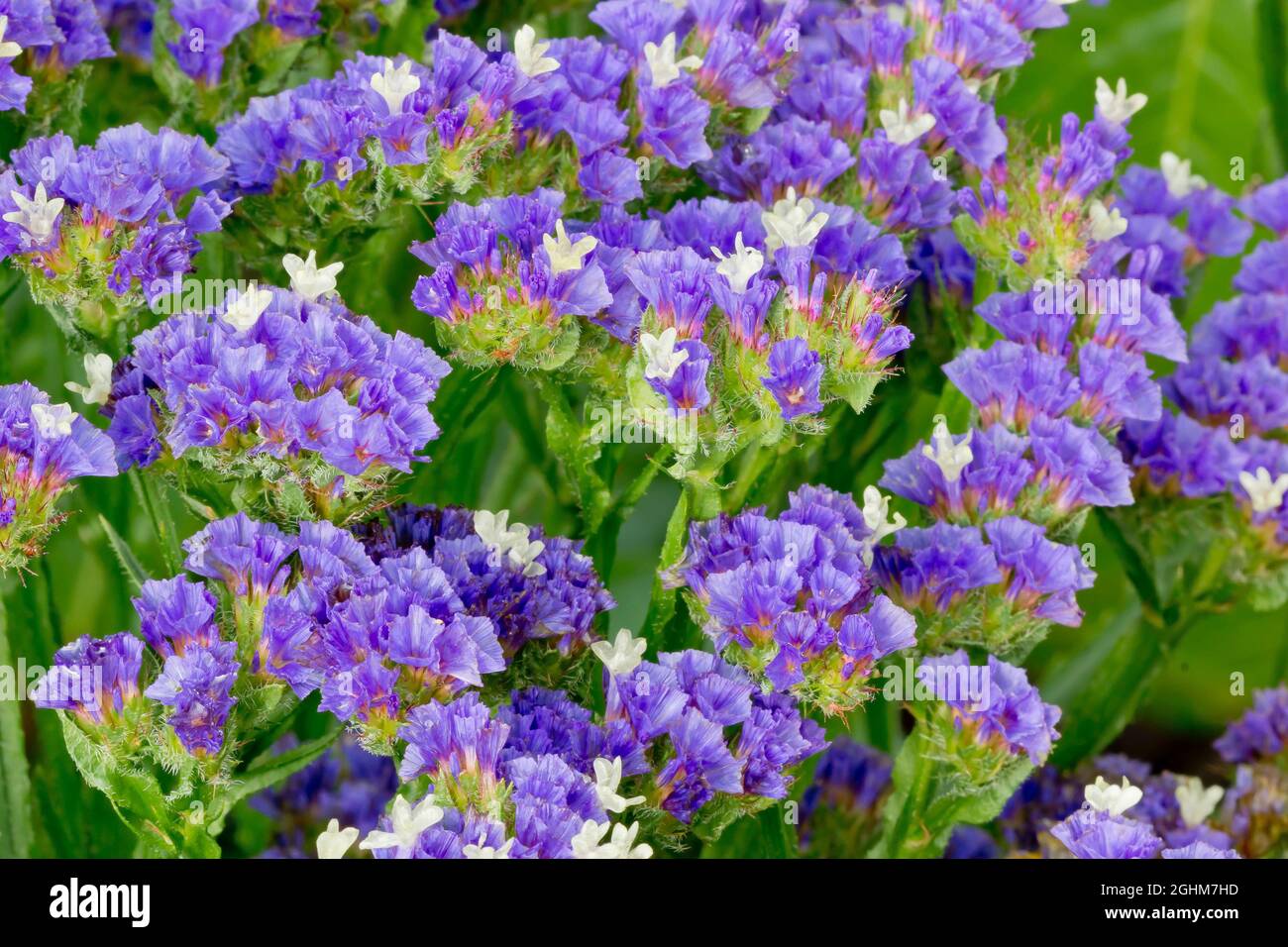 Limonium sinuatum 'Forever Blue' Stock Photo - Alamy
