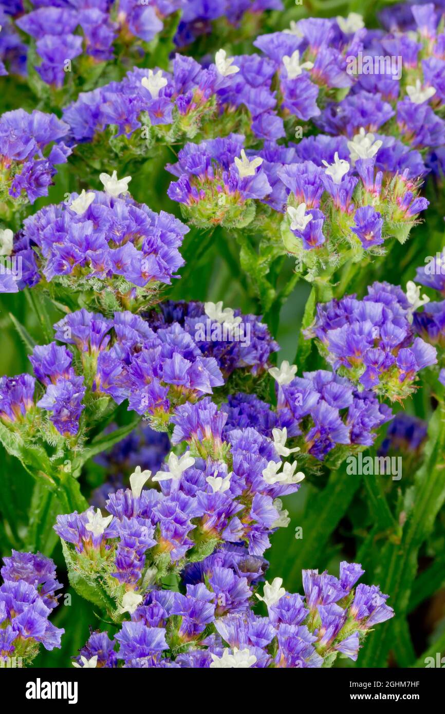 Limonium sinuatum 'Forever Blue' Stock Photo - Alamy
