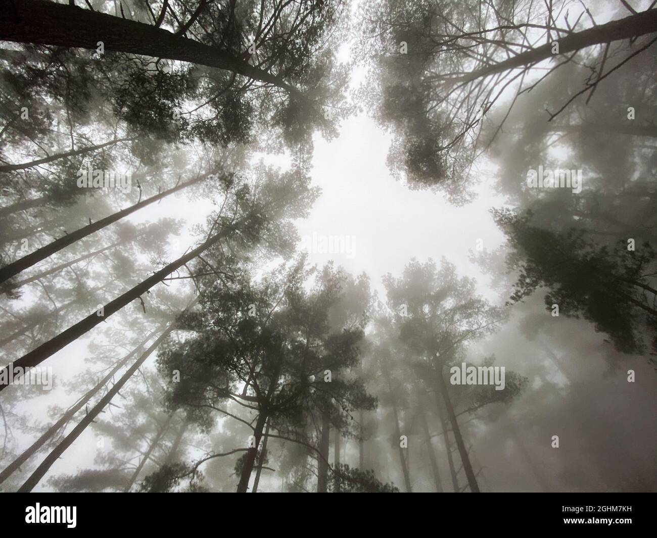 From below black and white tall coniferous trees growing in thick woods and covered with dense ...