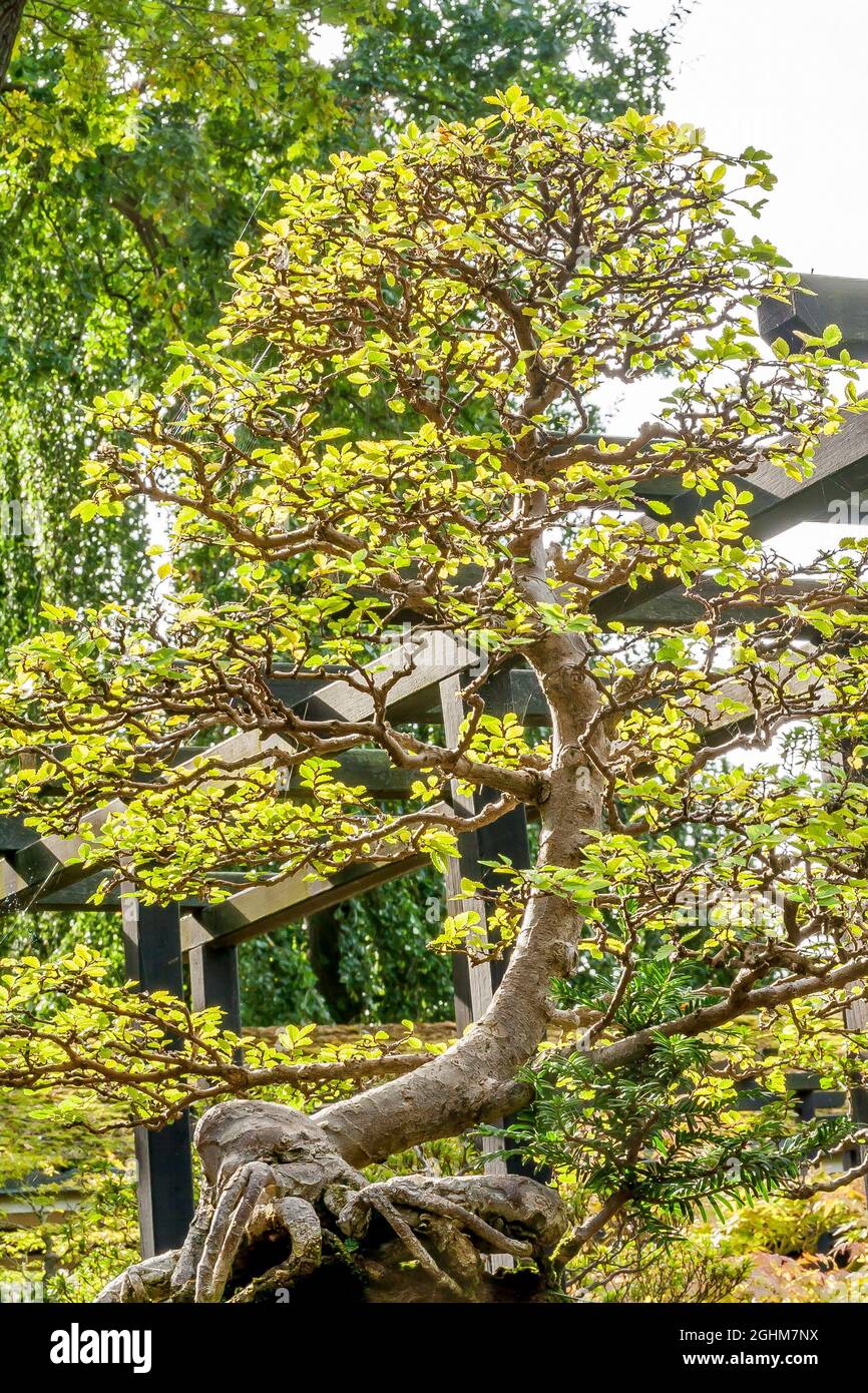 Parvifolia High Resolution Stock Photography and Images - Alamy