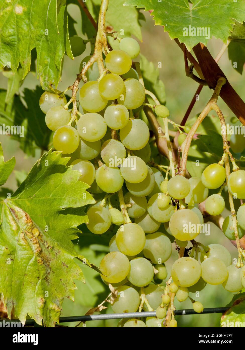 Vitis Vinifera 'Muscat Blanc' Stock Photo - Alamy