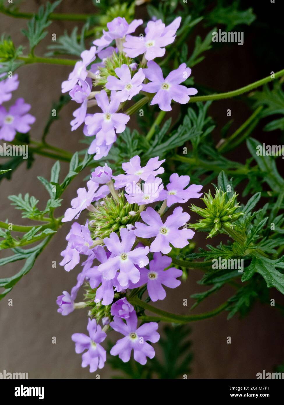 Verbena 'Blue Princess' Stock Photo - Alamy