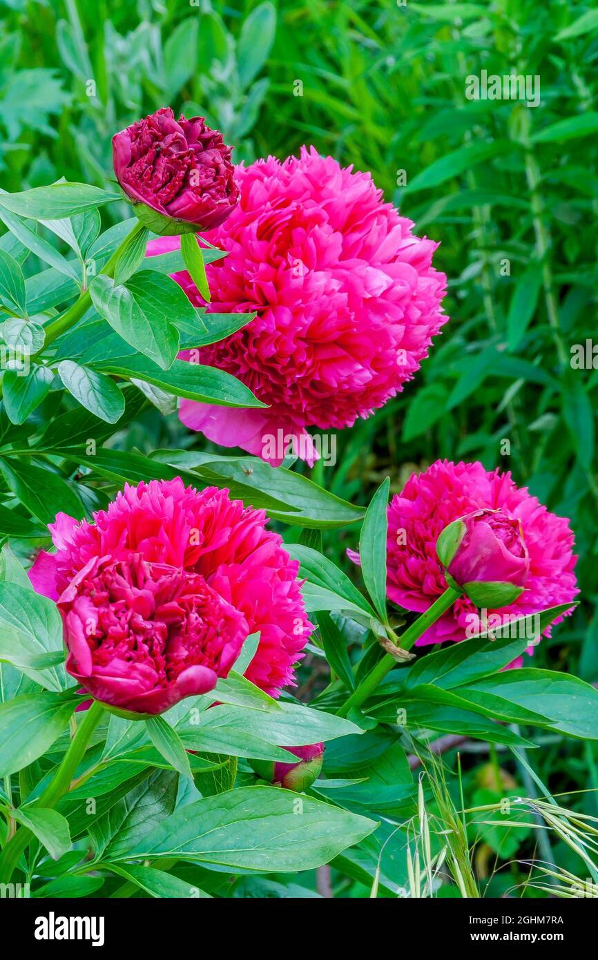 Peony 'Angelo Cobb Freeborn' in bloom in a garden Stock Photo - Alamy