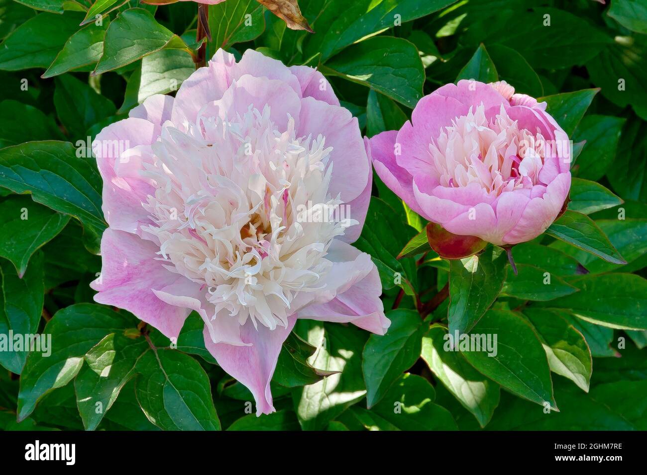 Peony 'Do Tell' in bloom in a garden Stock Photo - Alamy