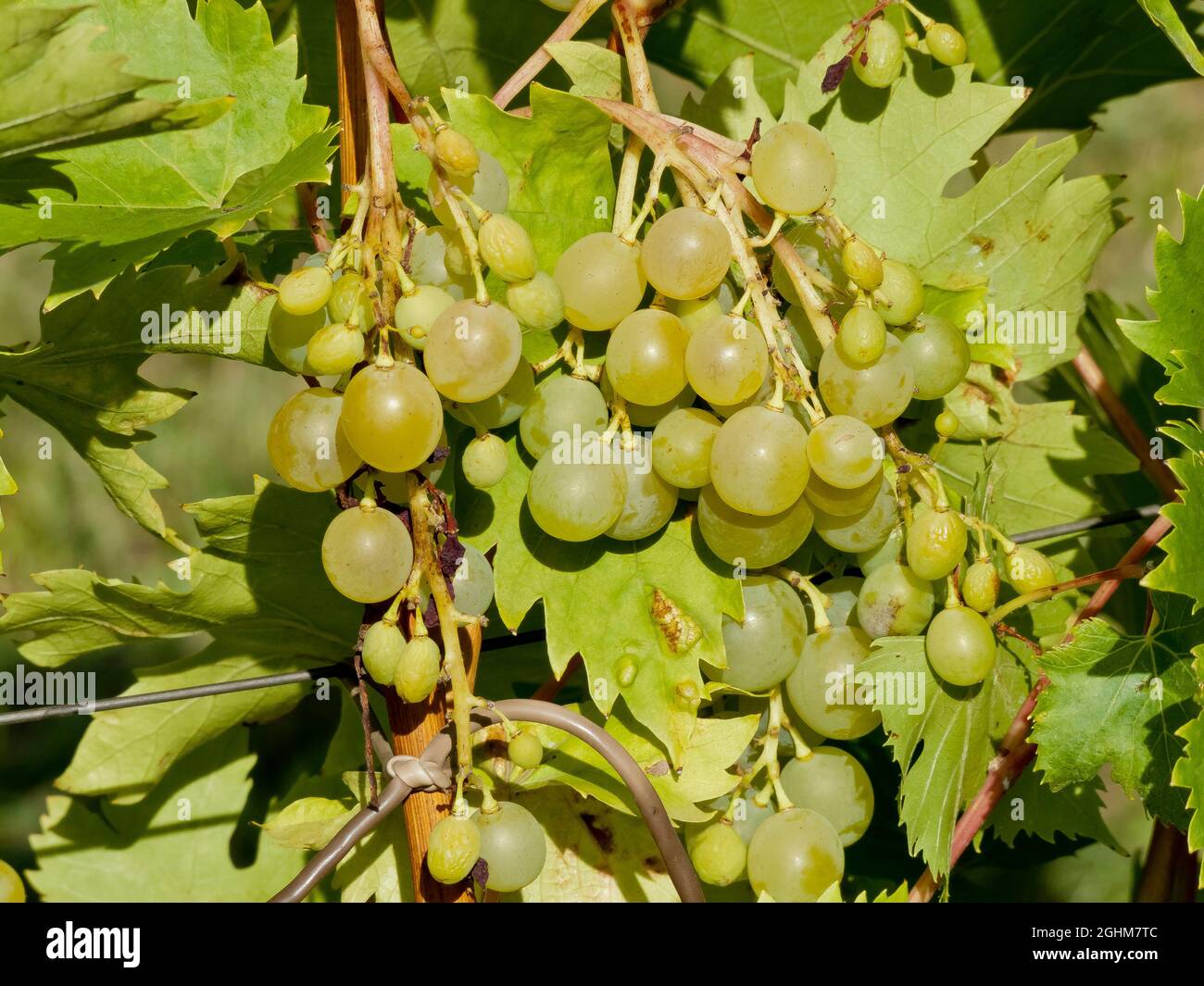 Vitis Vinifera 'Muscat Blanc' Stock Photo - Alamy