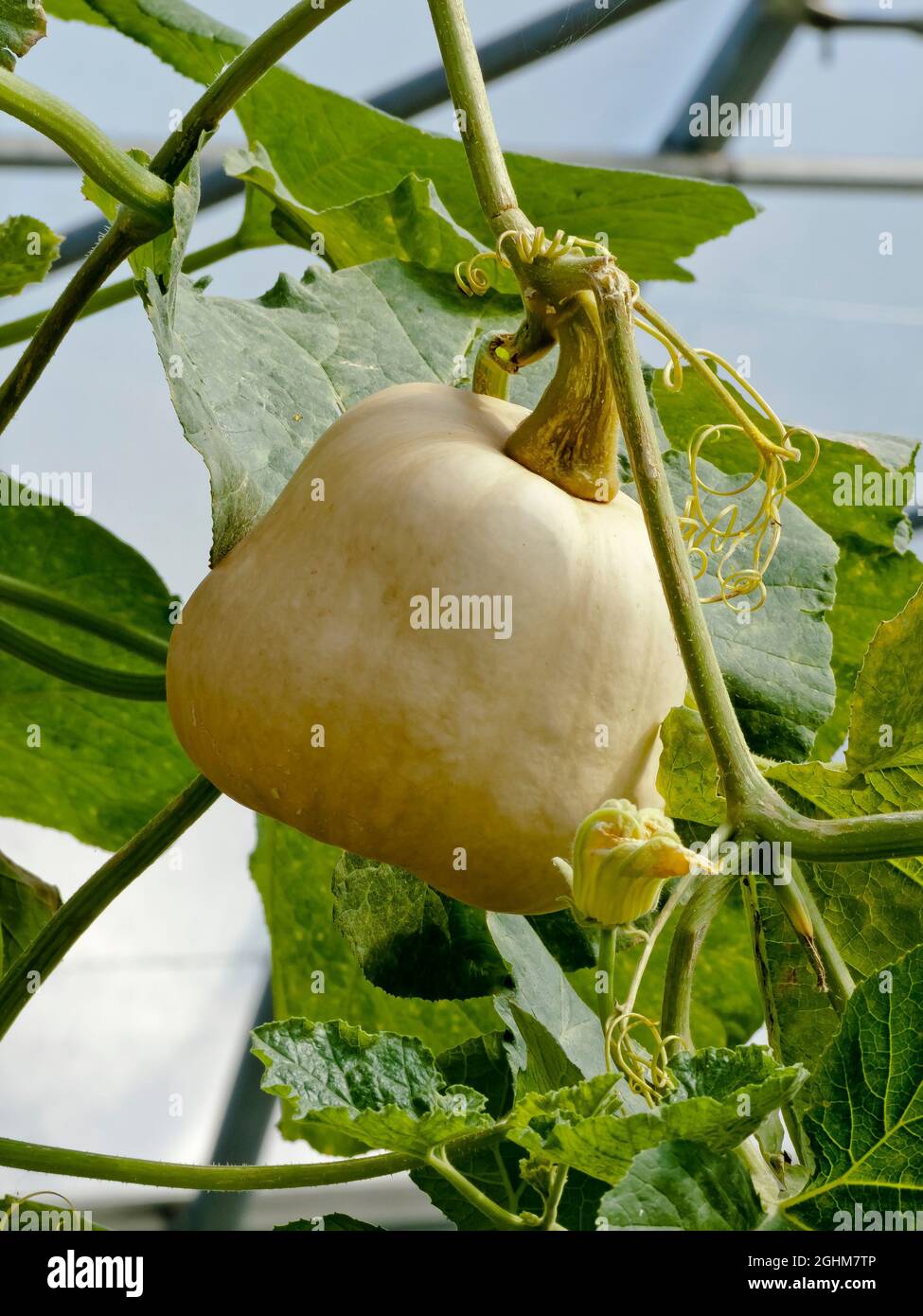 Cucurbita moschata 'Butternut' Stock Photo - Alamy