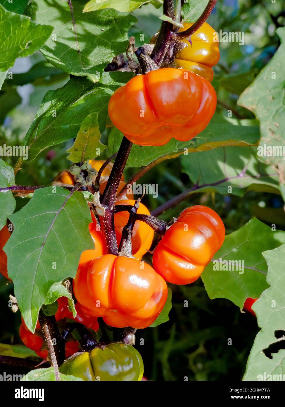 Solanum Solanum Sp High Resolution Stock Photography and Images - Alamy