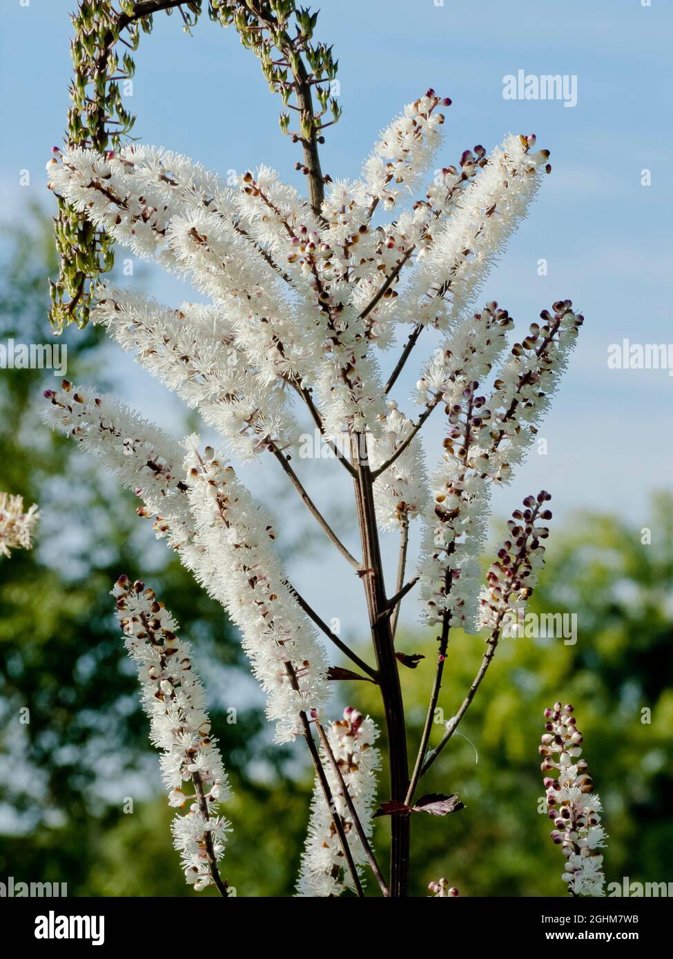 Actaea simplex 'Brunette' Stock Photo - Alamy