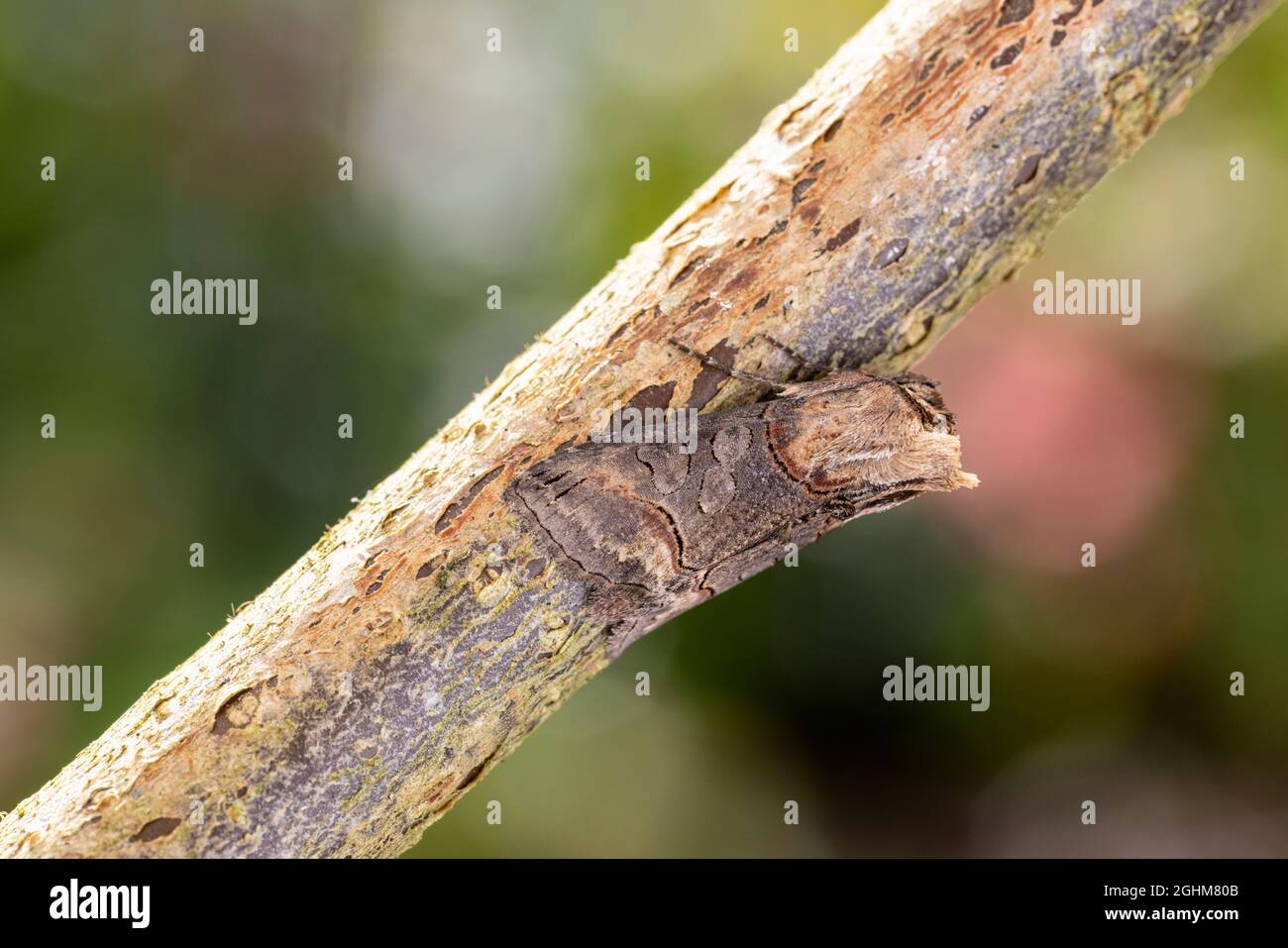 Dark Spectacle moth (Abrostola triplasia) roosting on a twig Stock ...