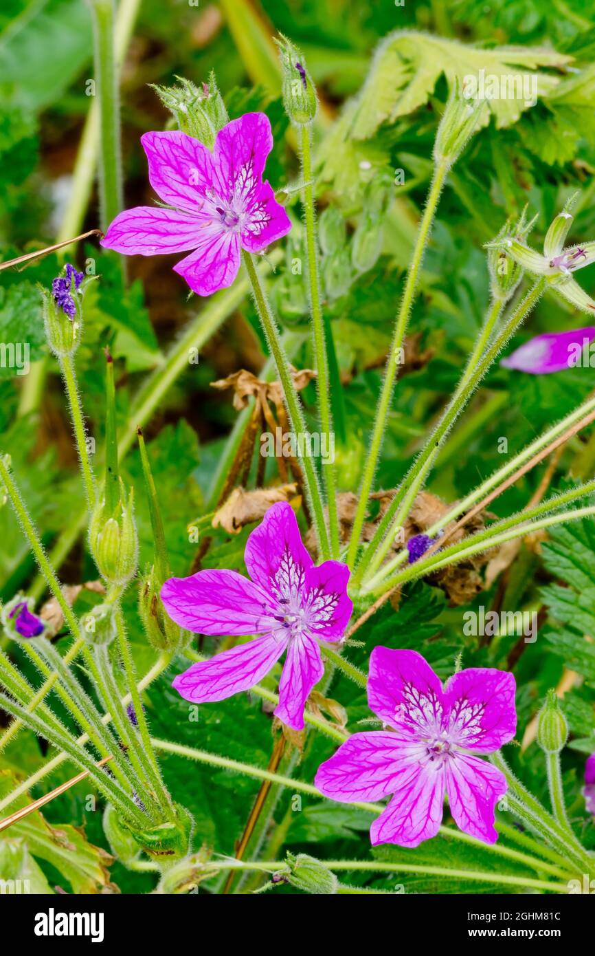 Erodium manescaui section romana Stock Photo - Alamy