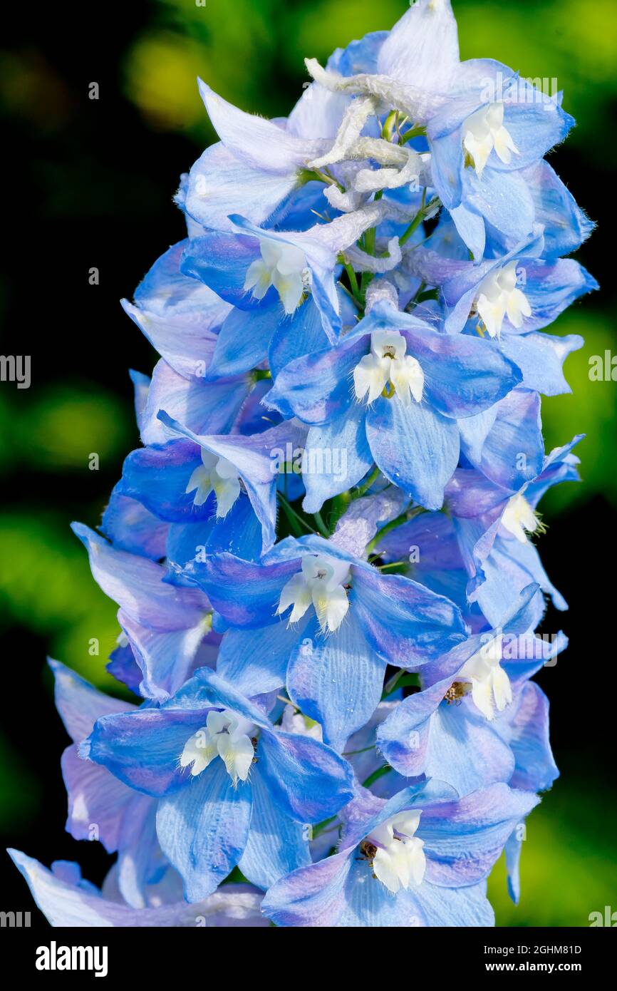 Pacific Giant Delphinium 'Cameliard Stock Photo - Alamy