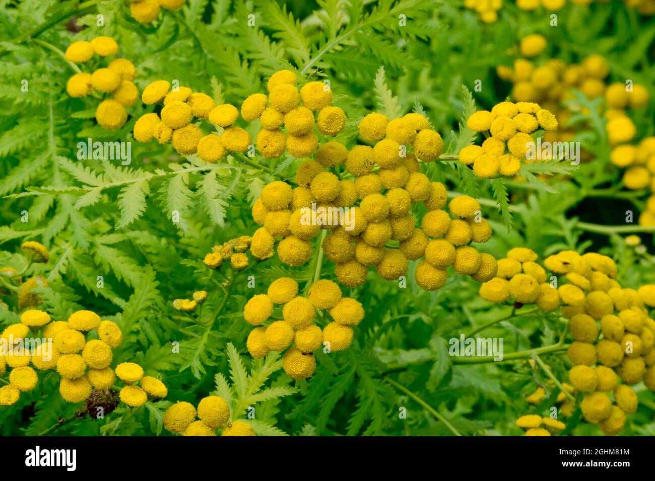 Chrysanthemum 'Isla Gold' in bloom in garden Stock Photo - Alamy