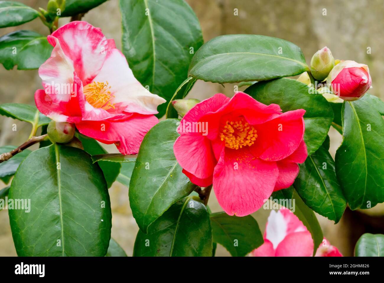 The max family garden hi-res stock photography and images - Alamy
