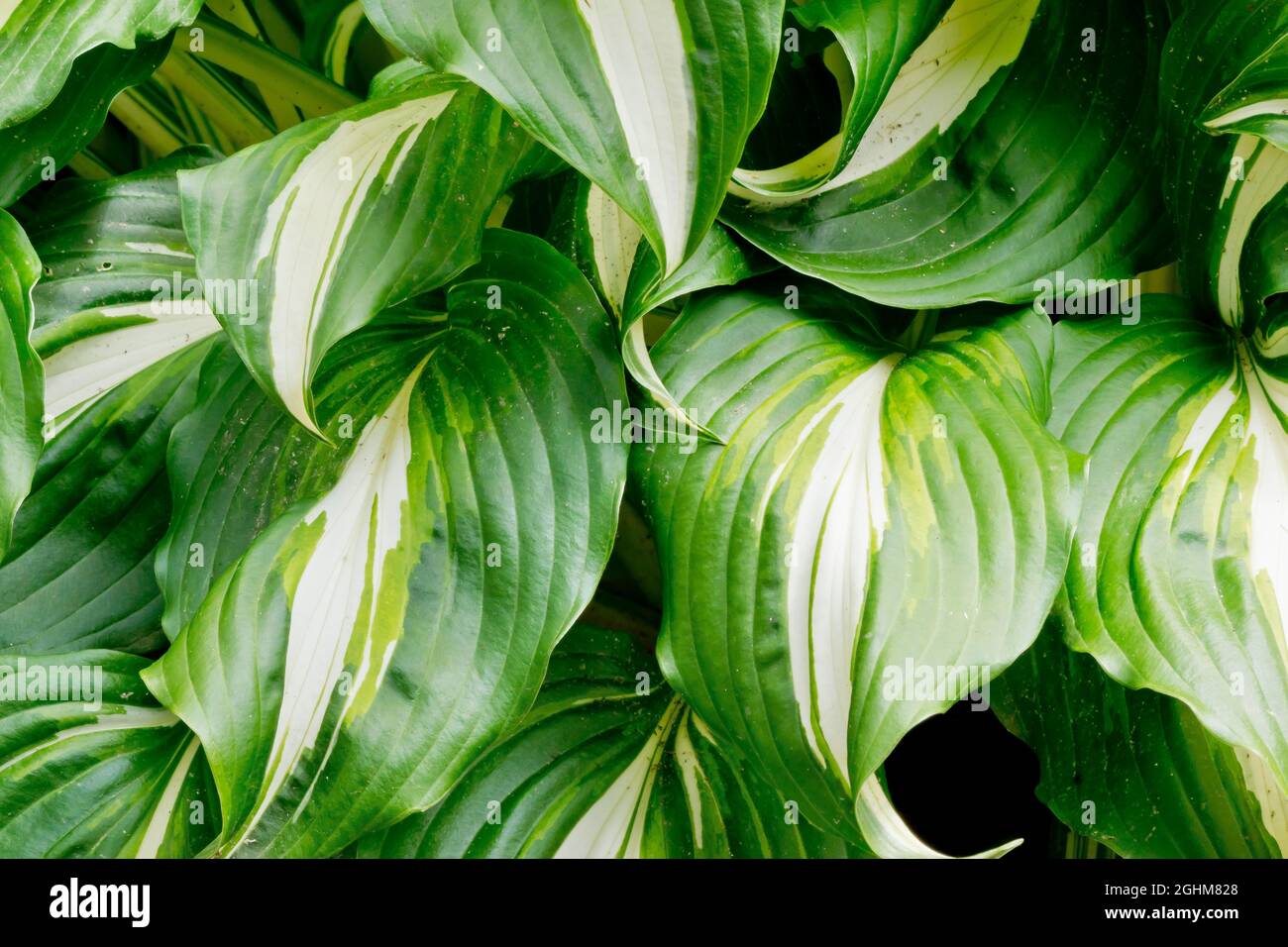 Hosta undulata 'Medio Variegata' Stock Photo - Alamy
