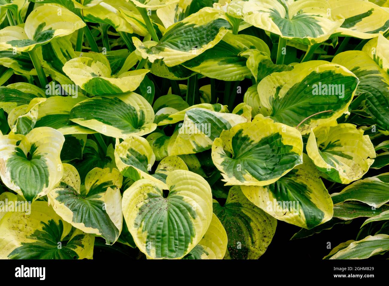 Hosta 'Brim Cup' Stock Photo - Alamy