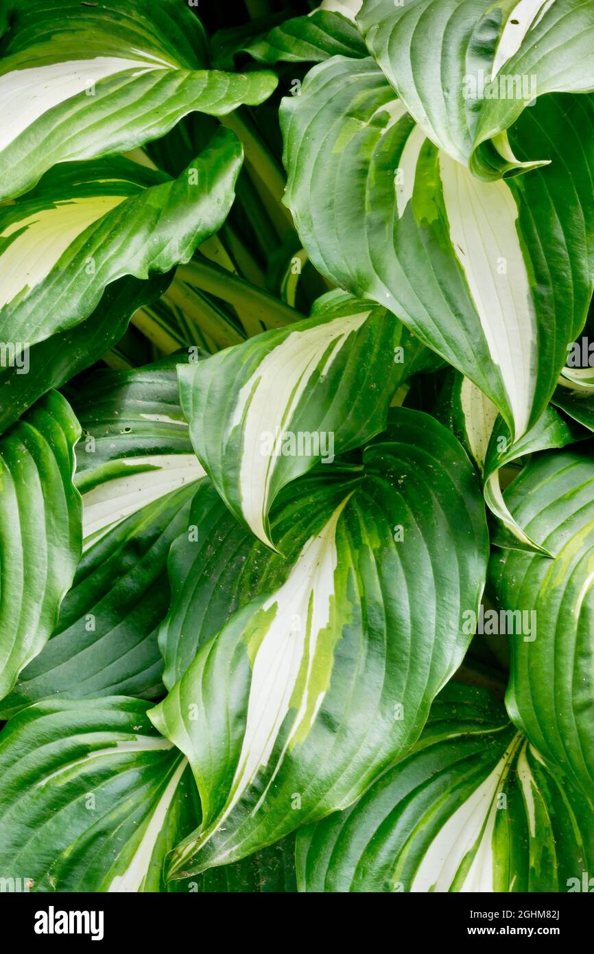 Hosta undulata 'Medio Variegata' Stock Photo - Alamy