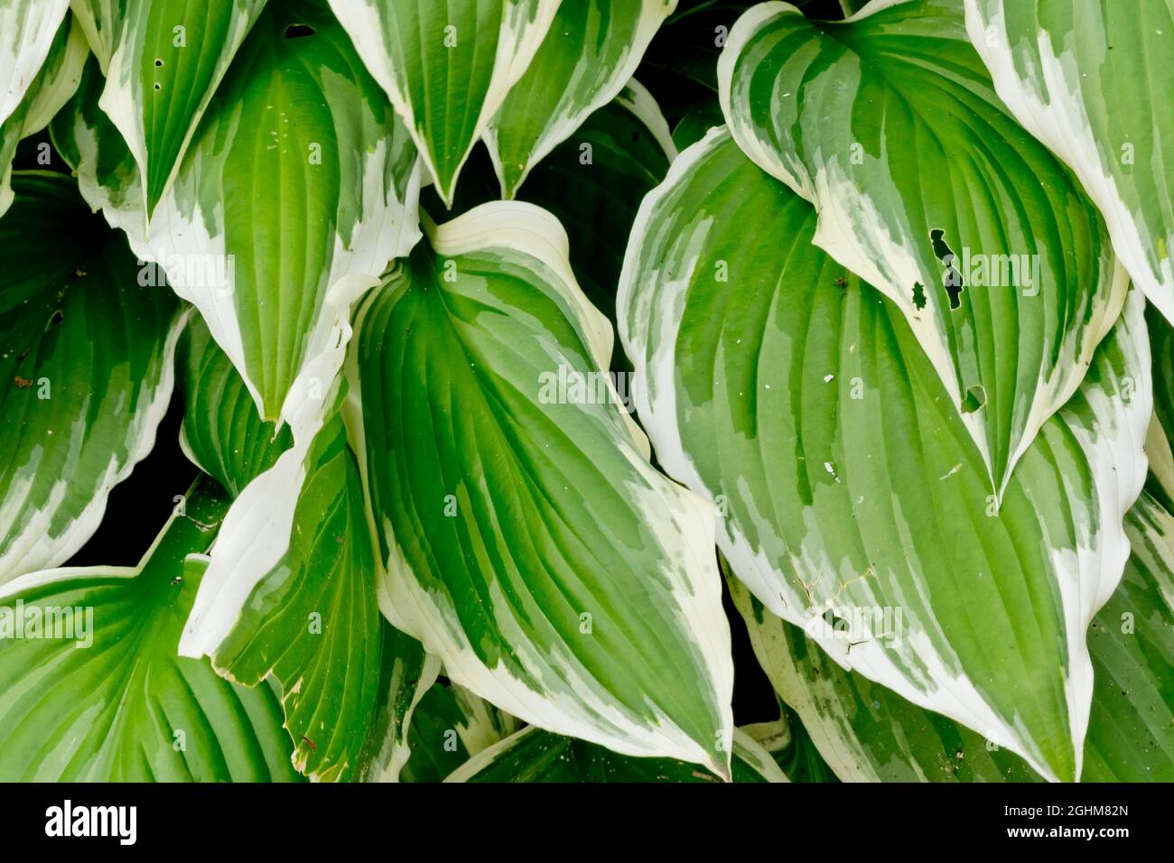 Hosta undulata 'Albomarginata' Stock Photo - Alamy