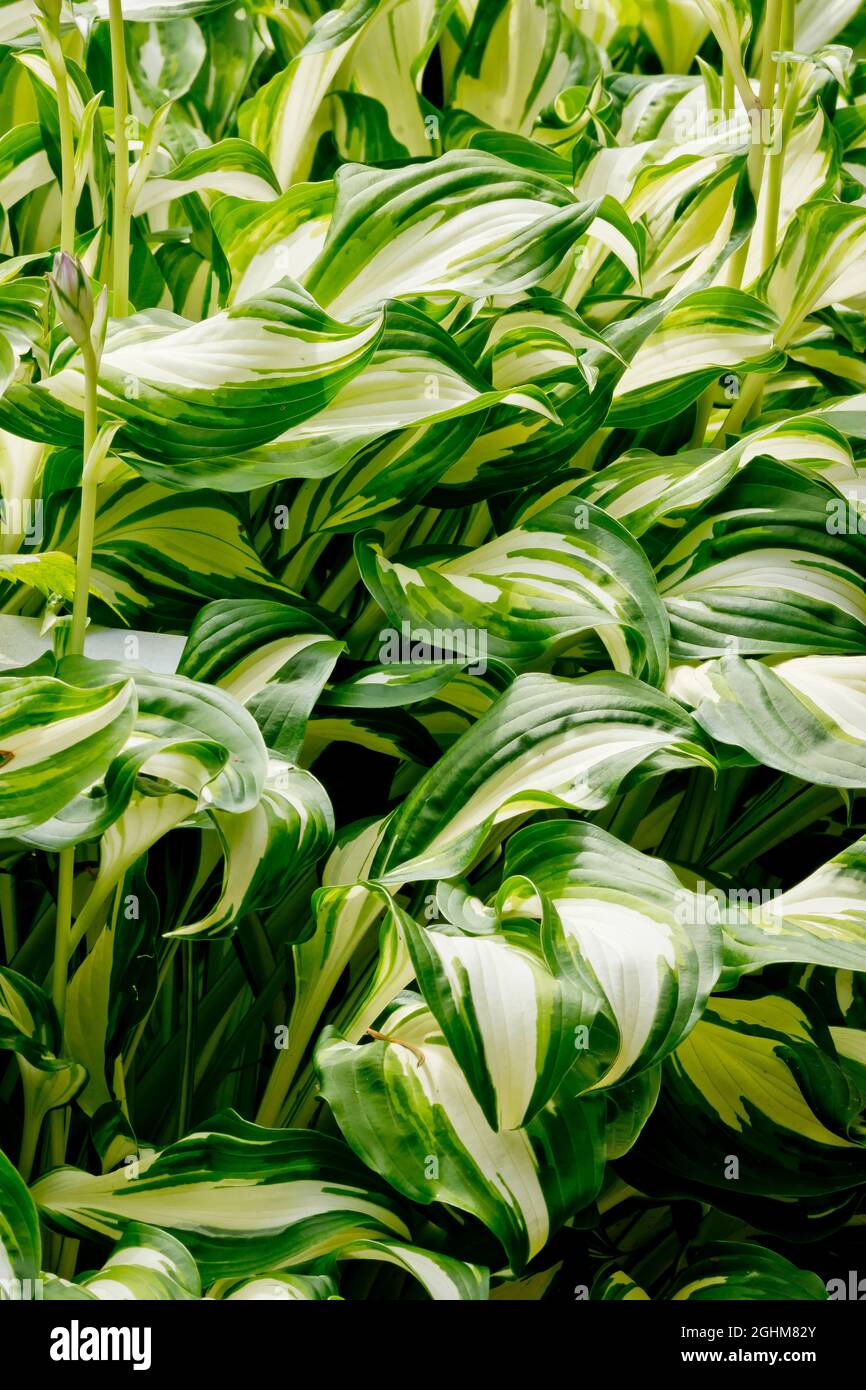 Hosta undulata var. univittata Stock Photo - Alamy