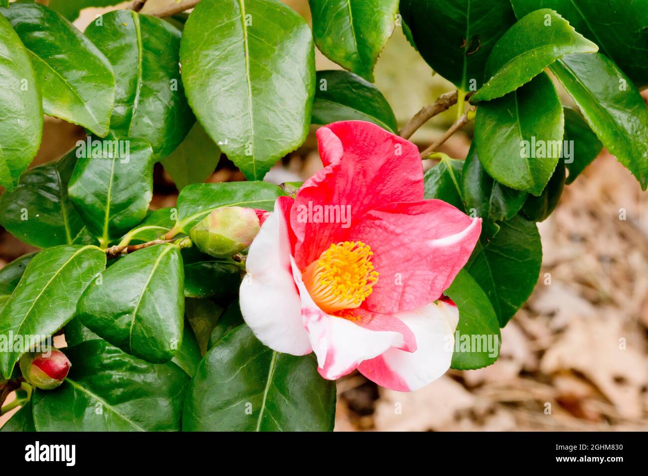 The max family garden hi-res stock photography and images - Alamy