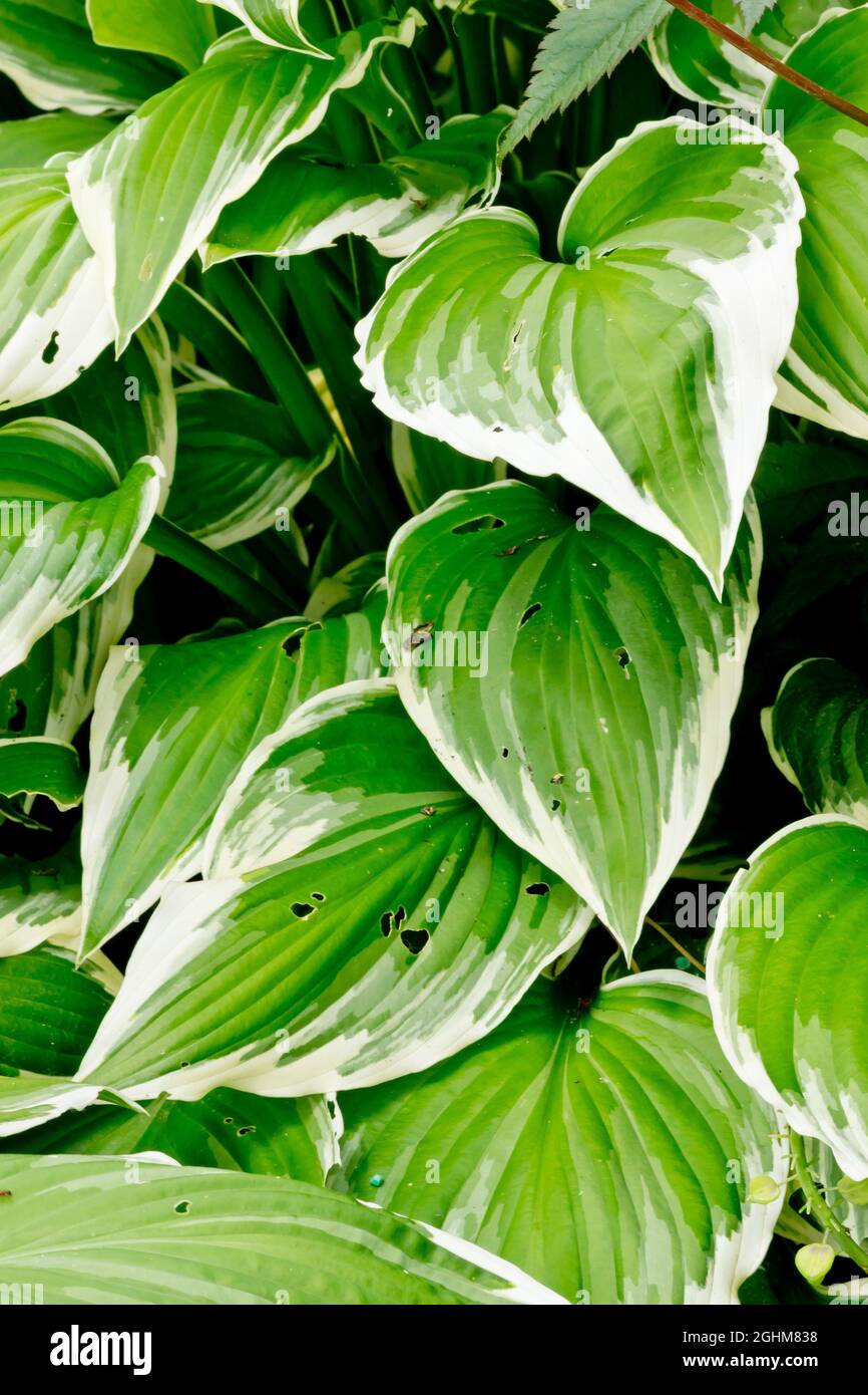 Hosta undulata 'Albomarginata' Stock Photo - Alamy