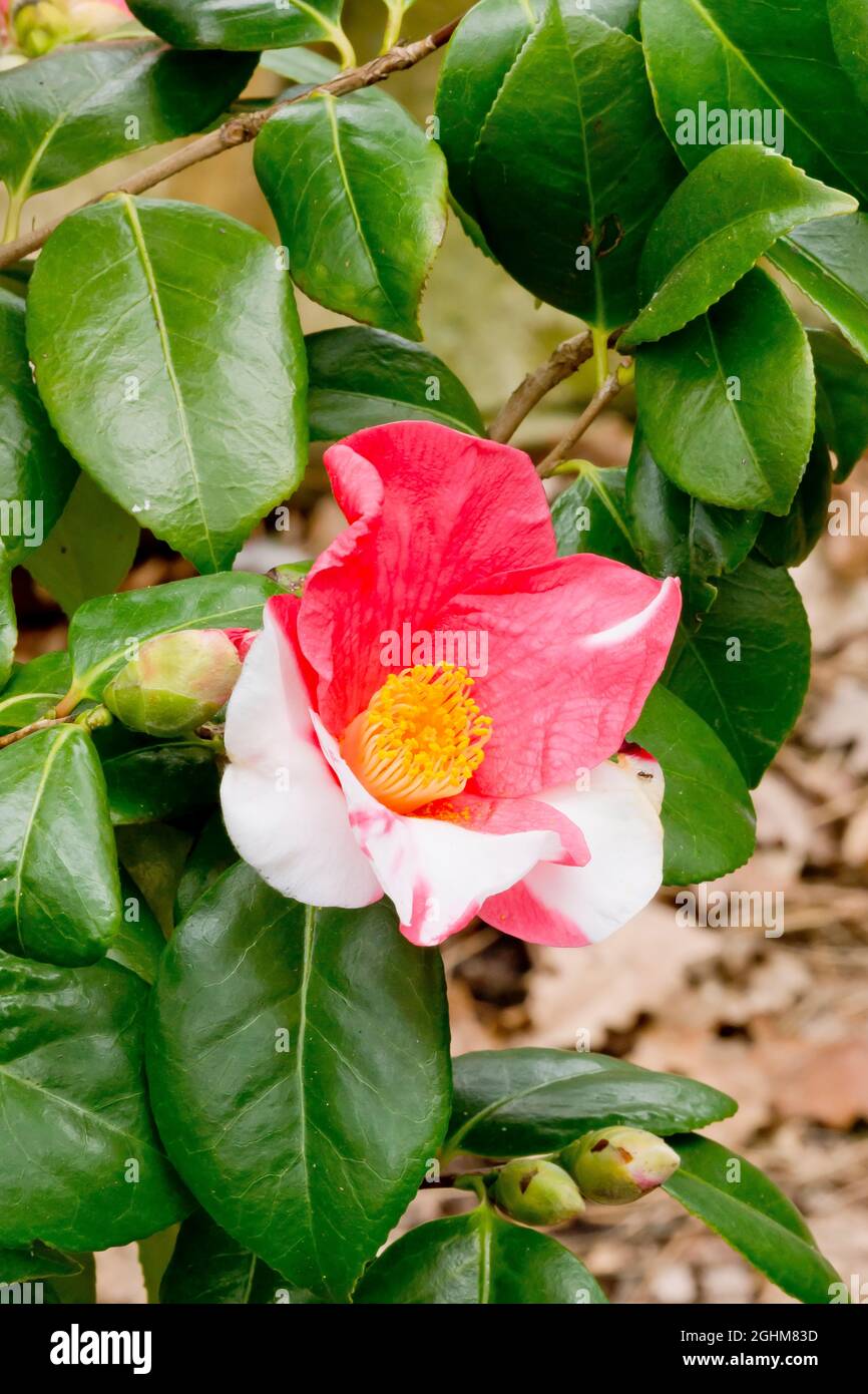 The max family garden hi-res stock photography and images - Alamy