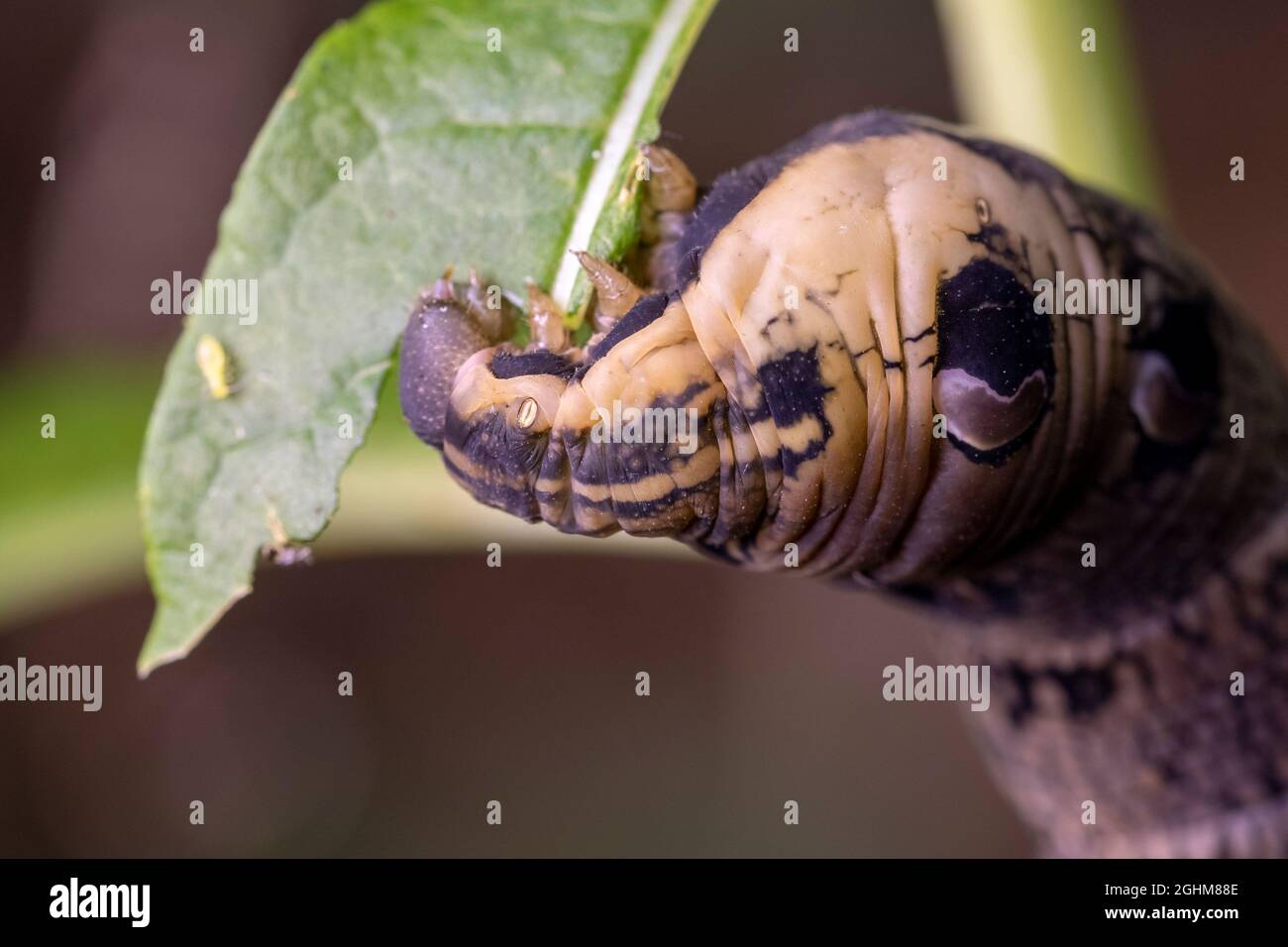 An Elephant Hawk-moth larva (Deilephila elpenor) feeding on the lower ...
