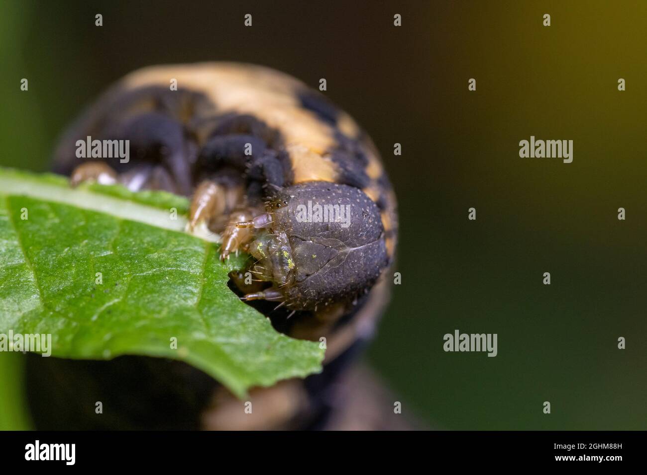 Elephant hawk moth larva hi-res stock photography and images - Alamy