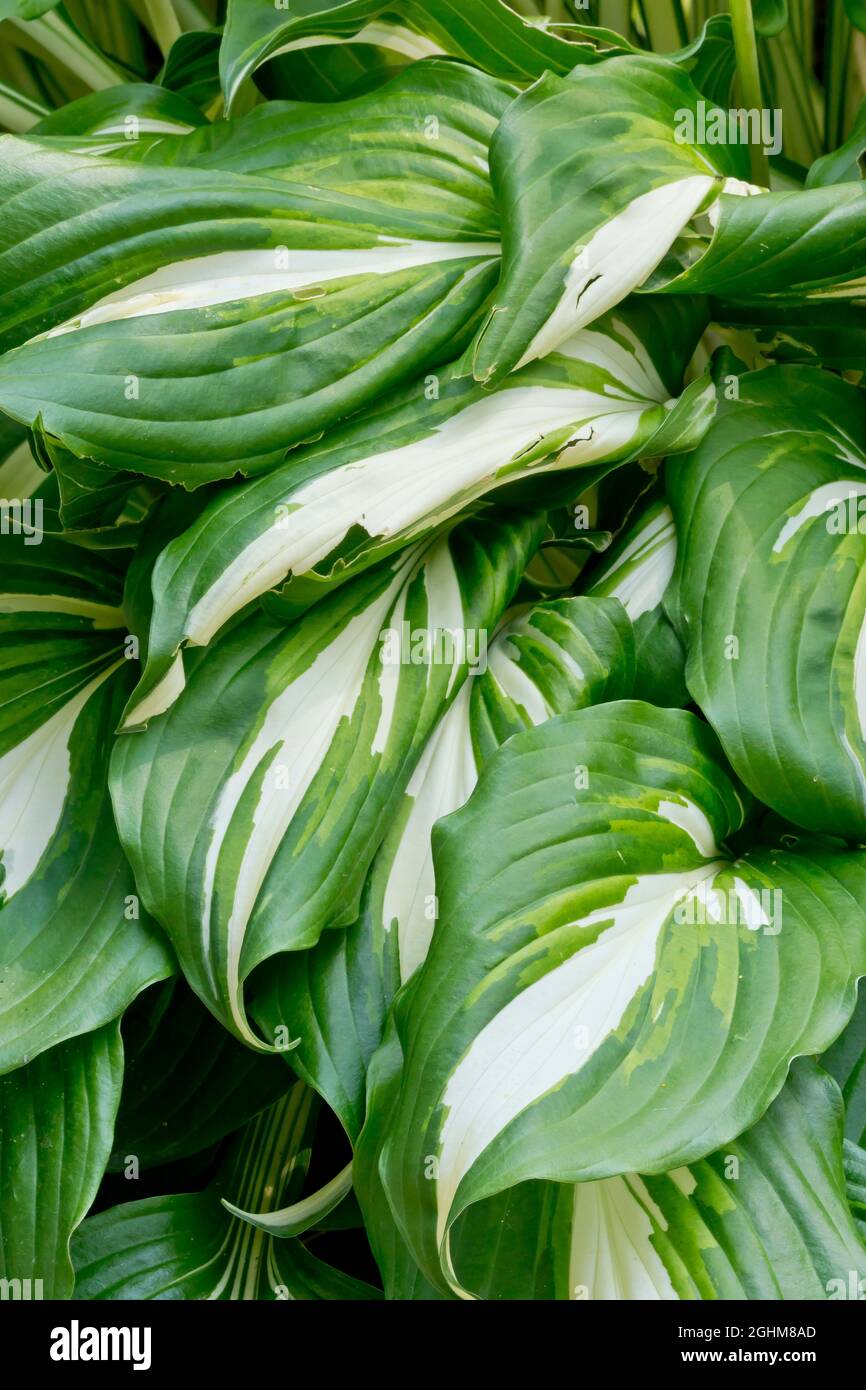 Hosta undulata 'Mediovariegata' Stock Photo - Alamy