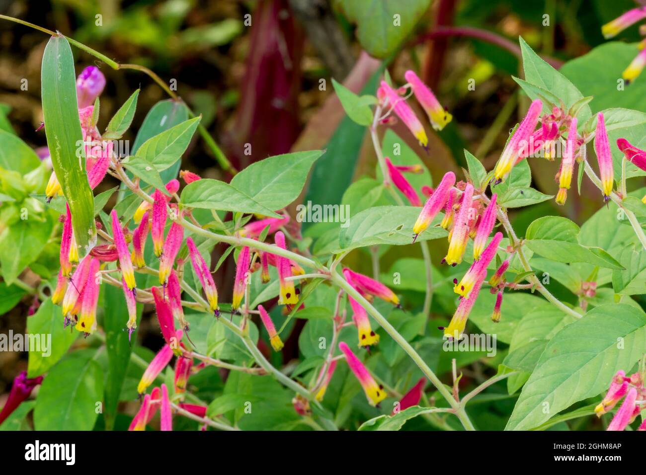 Cuphea flower hi-res stock photography and images - Alamy