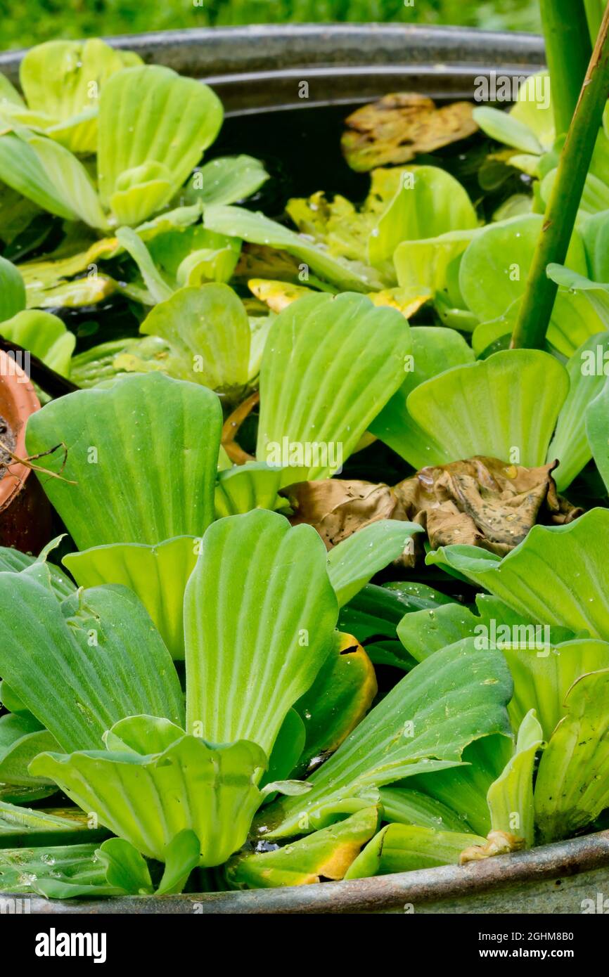 Stratiotes High Resolution Stock Photography and Images - Alamy