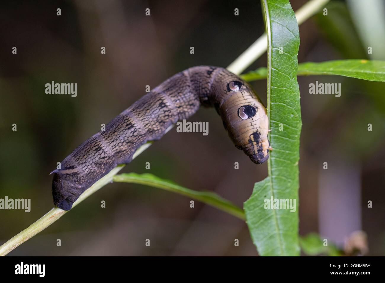 Elephant hawk moth larva hi-res stock photography and images - Alamy