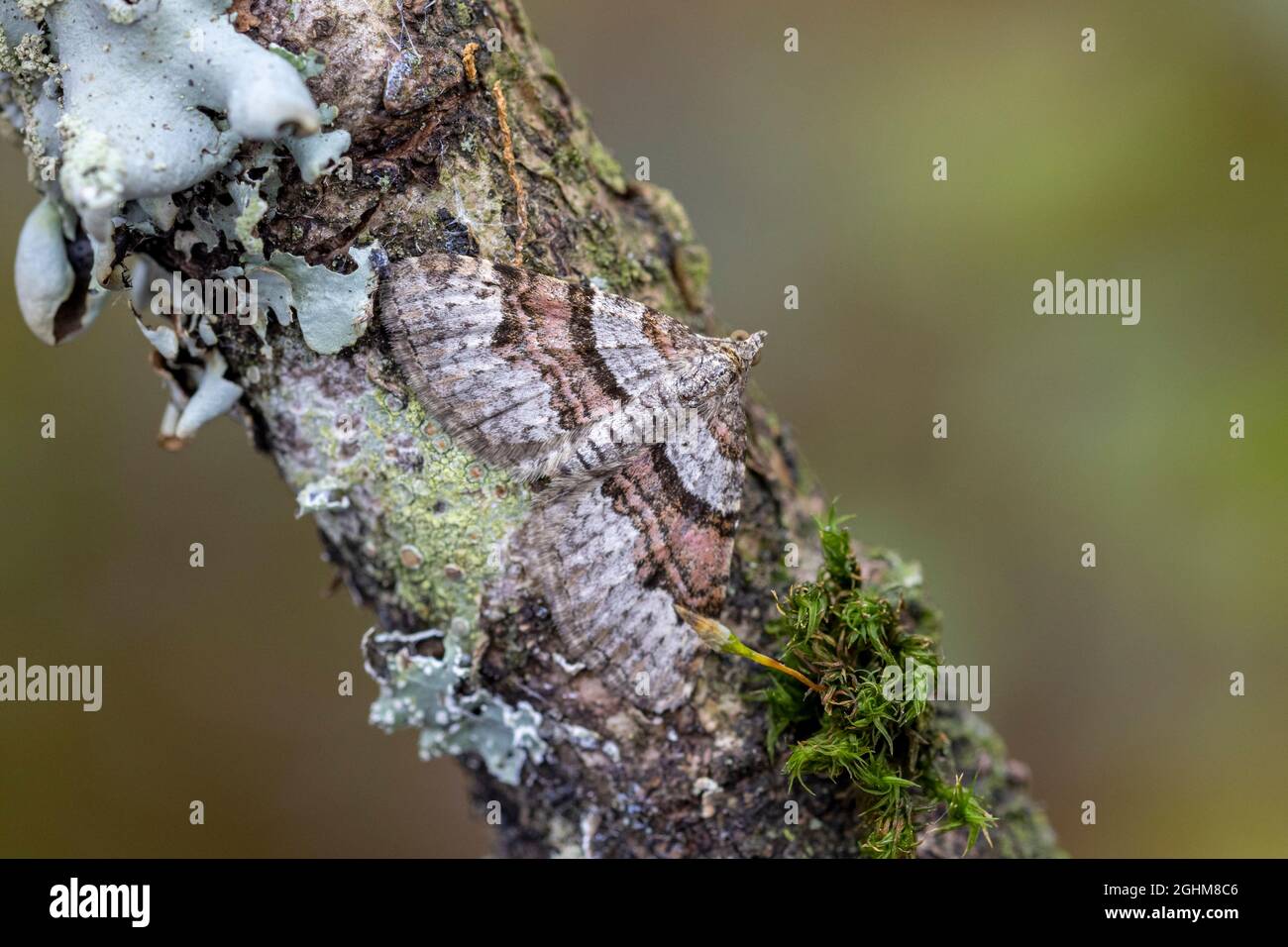 Flame Carpet (Xanthorhoe designata) moth resting on a twig Stock Photo ...